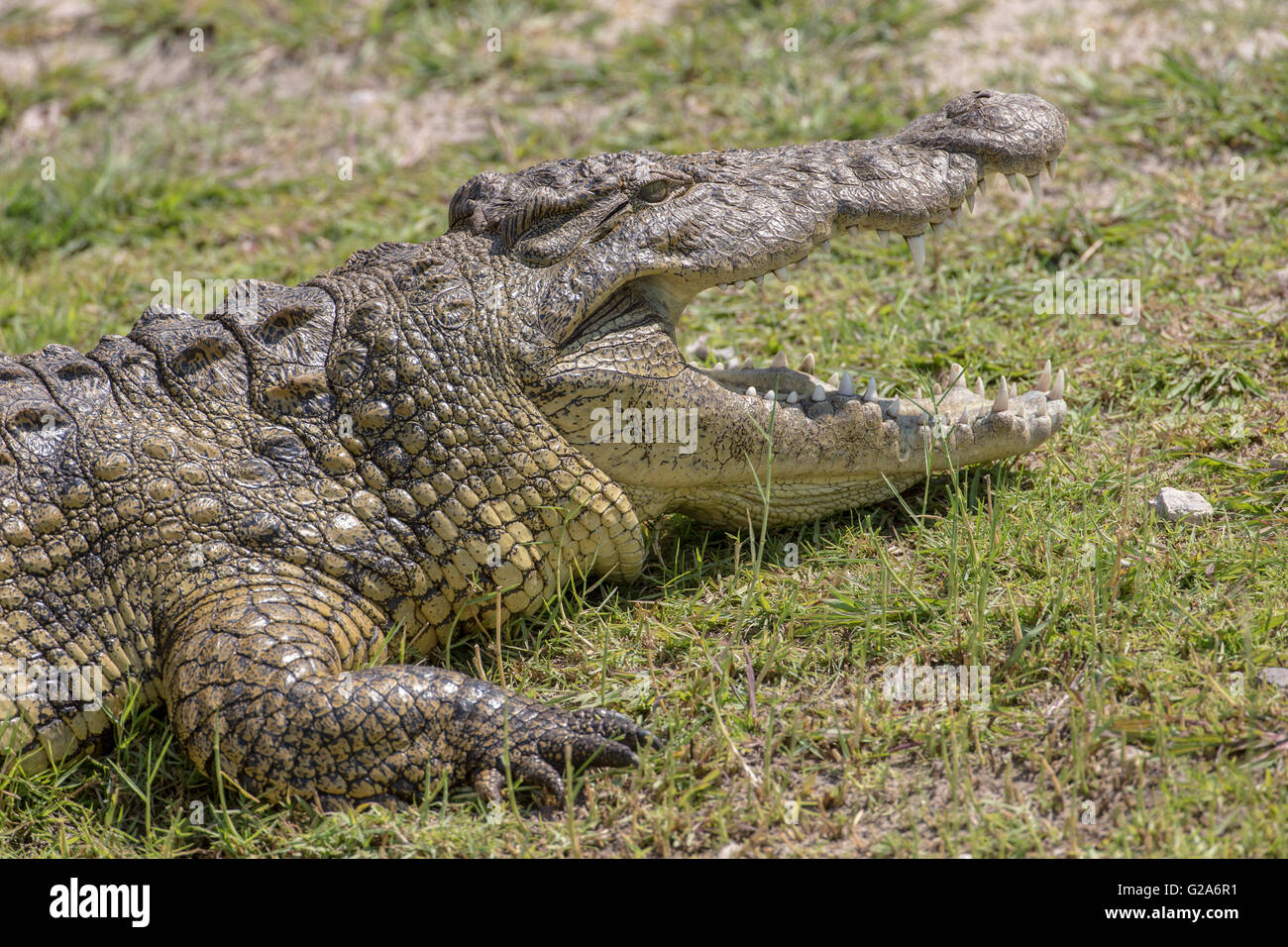 Crocodile Side View High Resolution Stock Photography and Images - Alamy