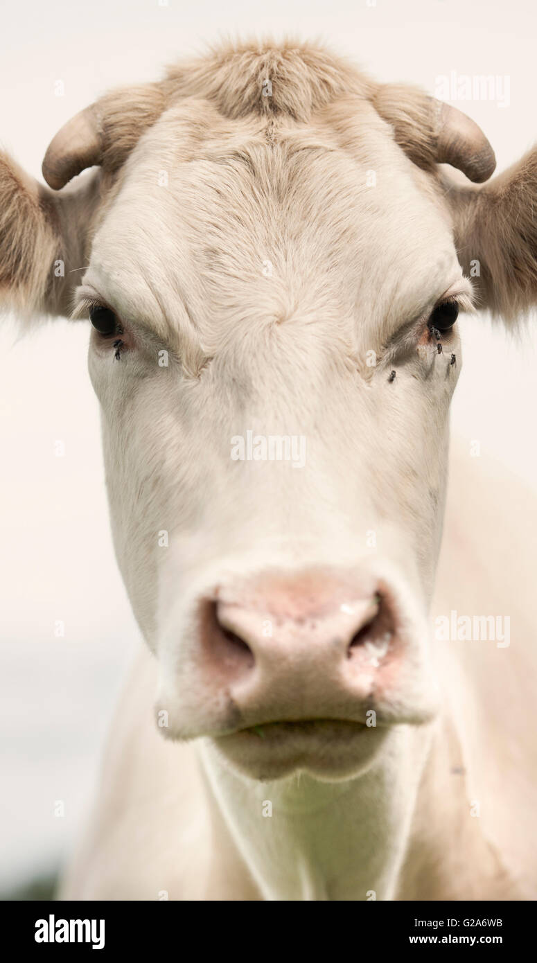 White cow, portrait Stock Photo - Alamy