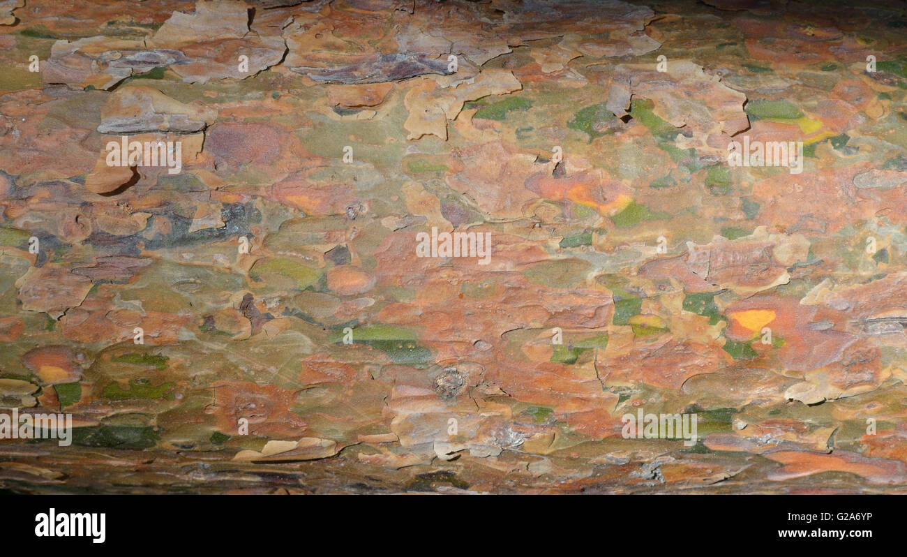 Bark of conifer tree trunk as background Stock Photo - Alamy