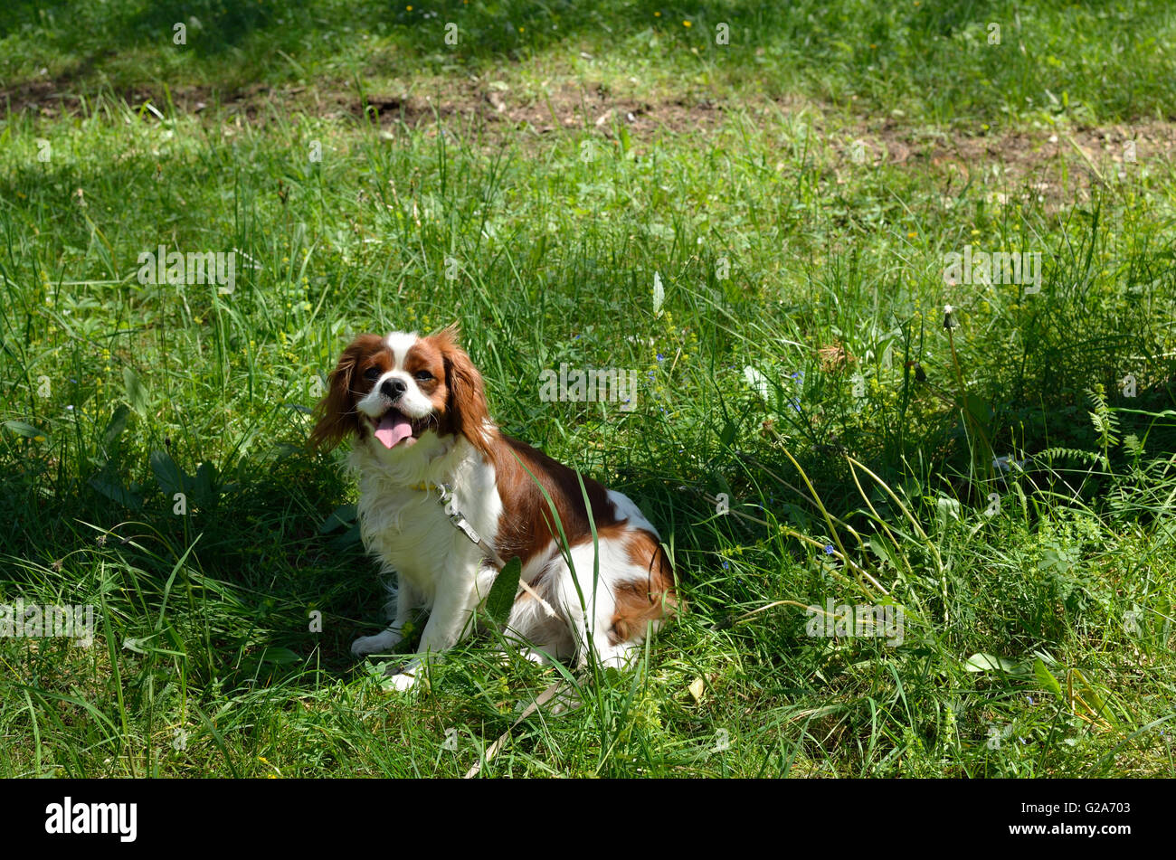 Cavalier king charles spaniel blenheim hi-res stock photography and ...