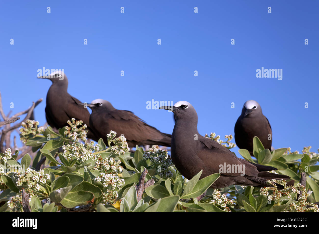 Brown Noddy (Anous stolidus) on tree, Lady Elliot Island, Queensland ...