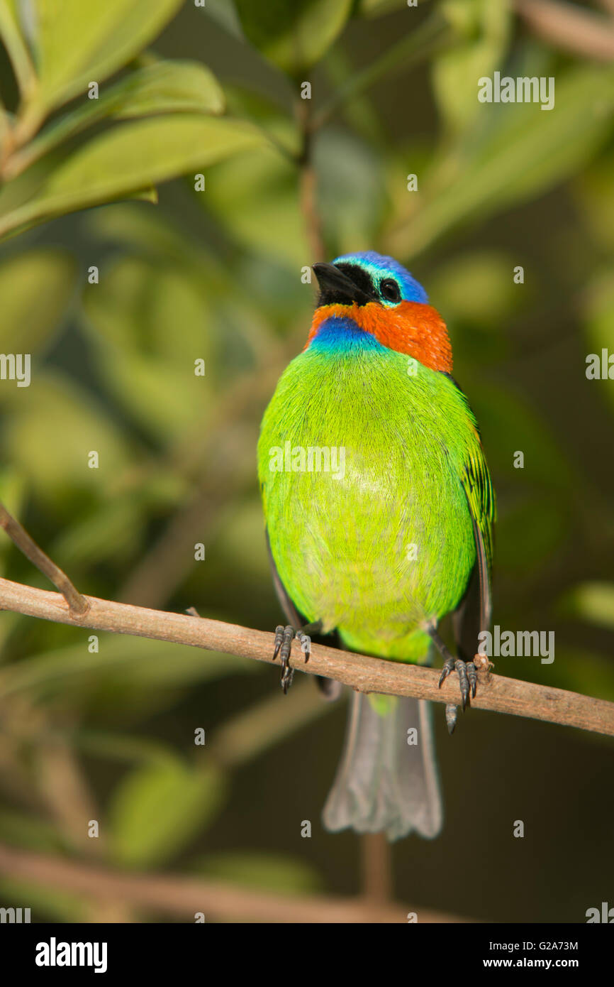 Red-necked Tanager in Tropical Forest Brazil Stock Photo - Alamy