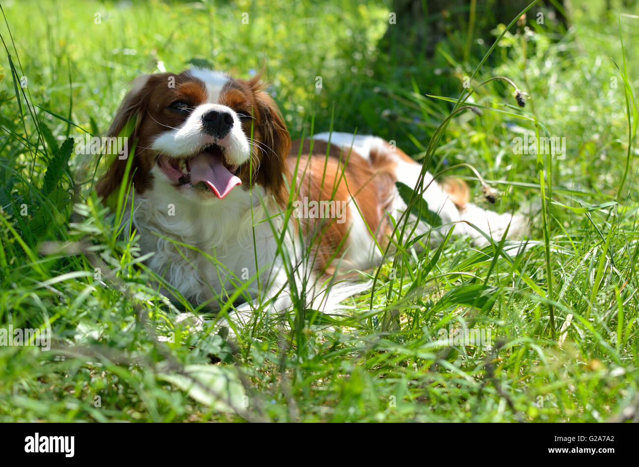Cavalier king charles spaniel blenheim hi-res stock photography and ...