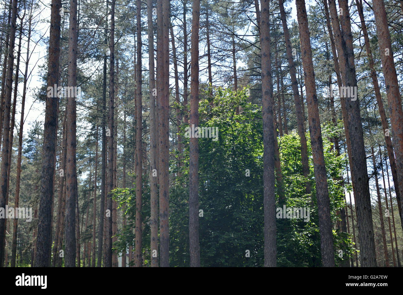 Mountain forest with high conifer trees in spring Stock Photo - Alamy
