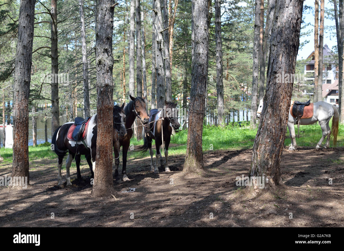 Horses tied tree hi-res stock photography and images - Alamy