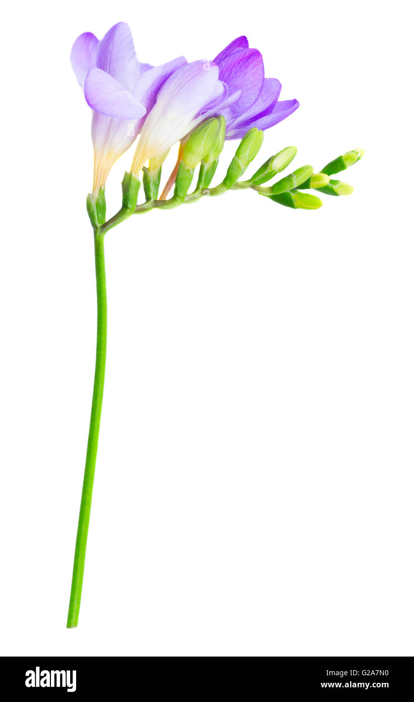 Fresh freesia flowers Stock Photo - Alamy