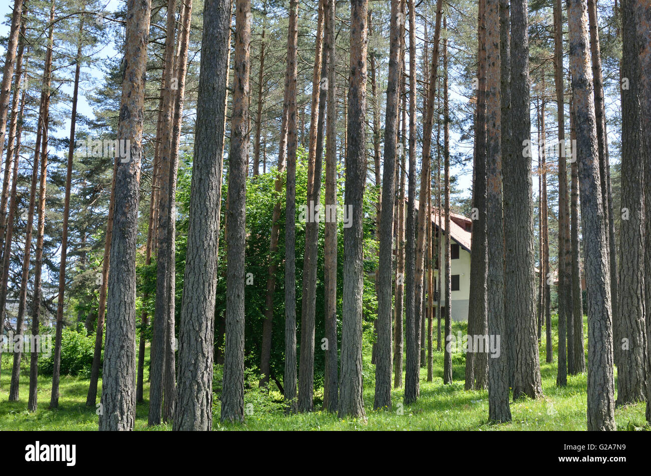 Mountain forest with high conifer trees in spring Stock Photo - Alamy
