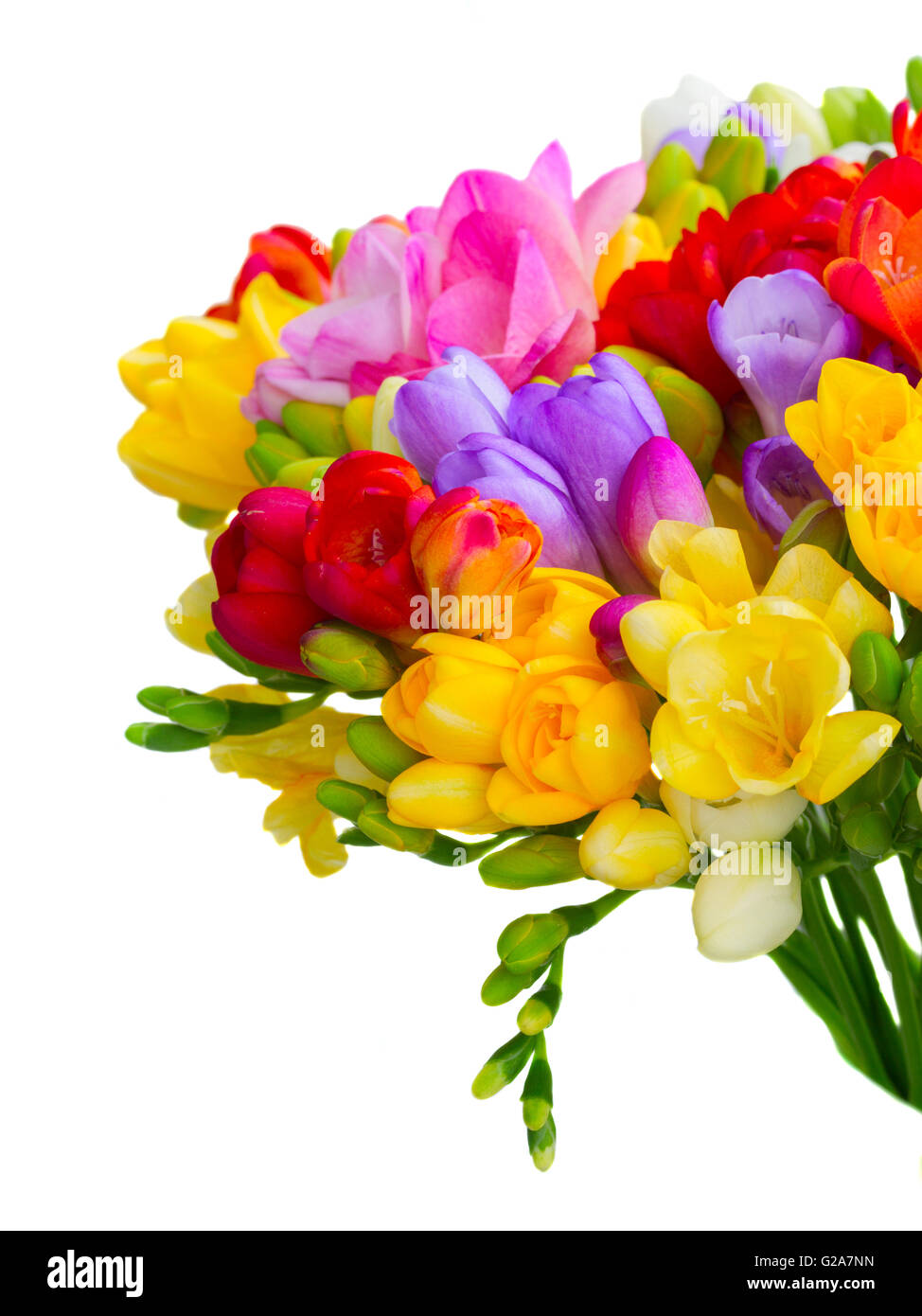 Freesias pot hi-res stock photography and images - Alamy