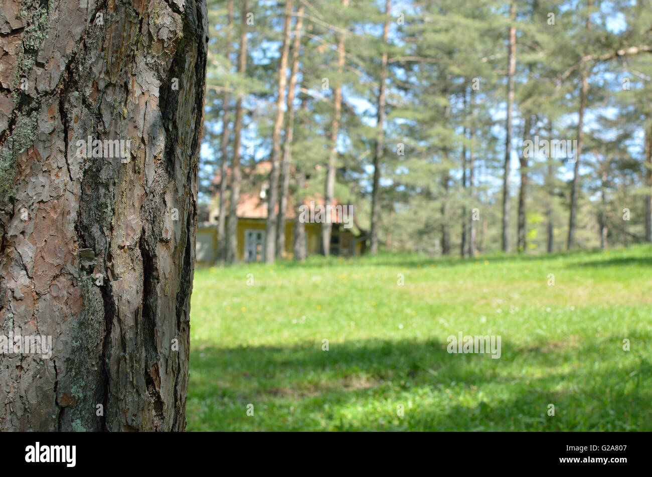 Mountain forest with high conifer trees in spring Stock Photo - Alamy