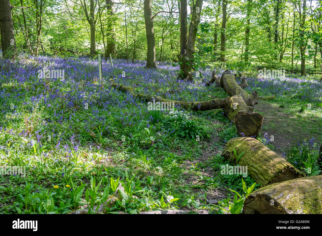 Blue Bell Wood in full bloom with Wild garlic flowers Stock Photo - Alamy