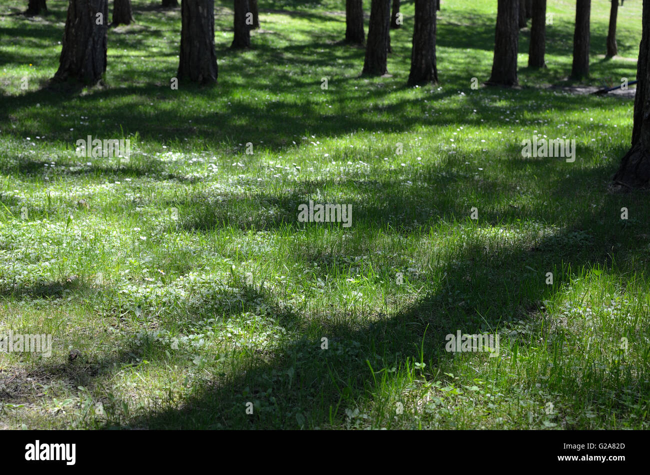 Tree trunks of coniferous mountain forest enlightened with spring sun ...