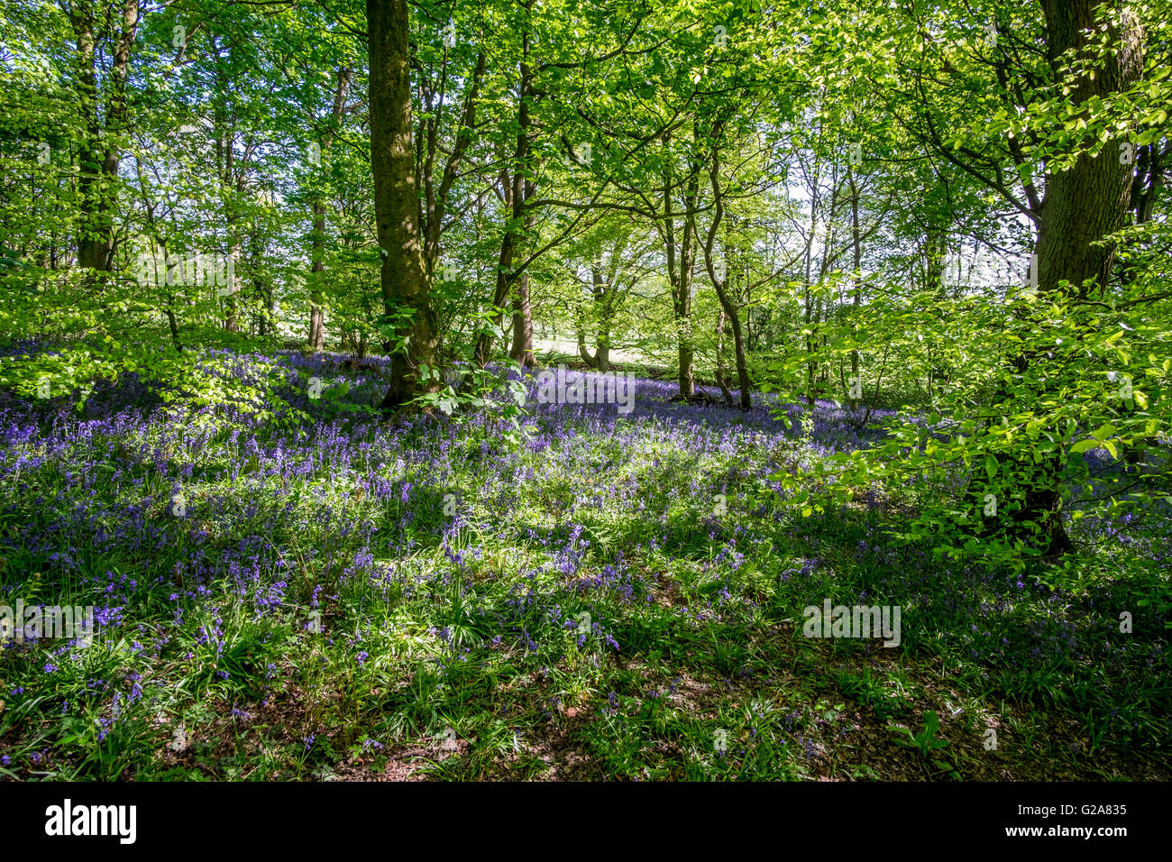 Blue bell wood in hi-res stock photography and images - Alamy