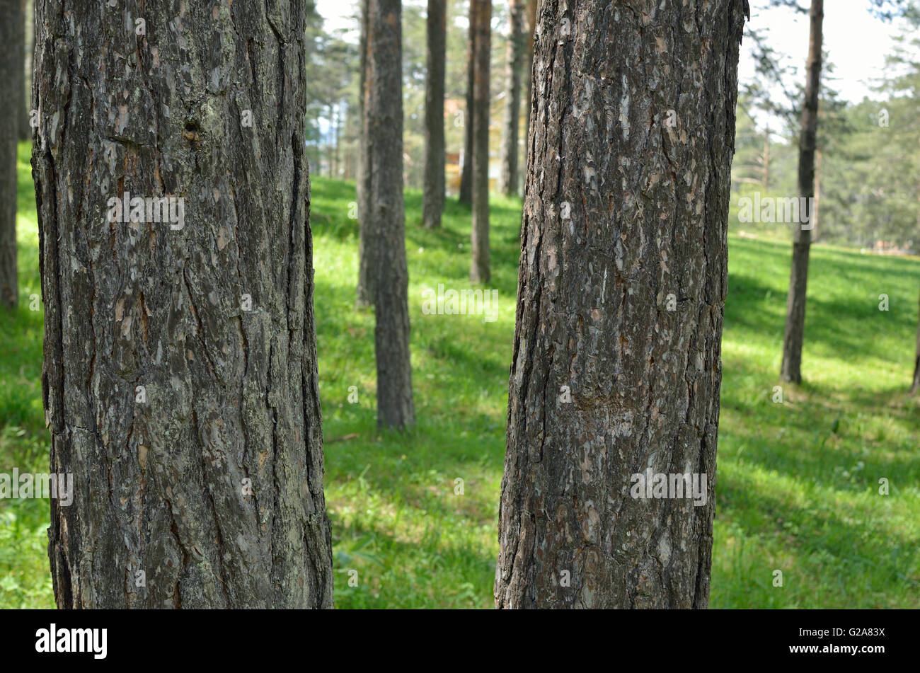 Mountain forest with high conifer trees in spring Stock Photo - Alamy