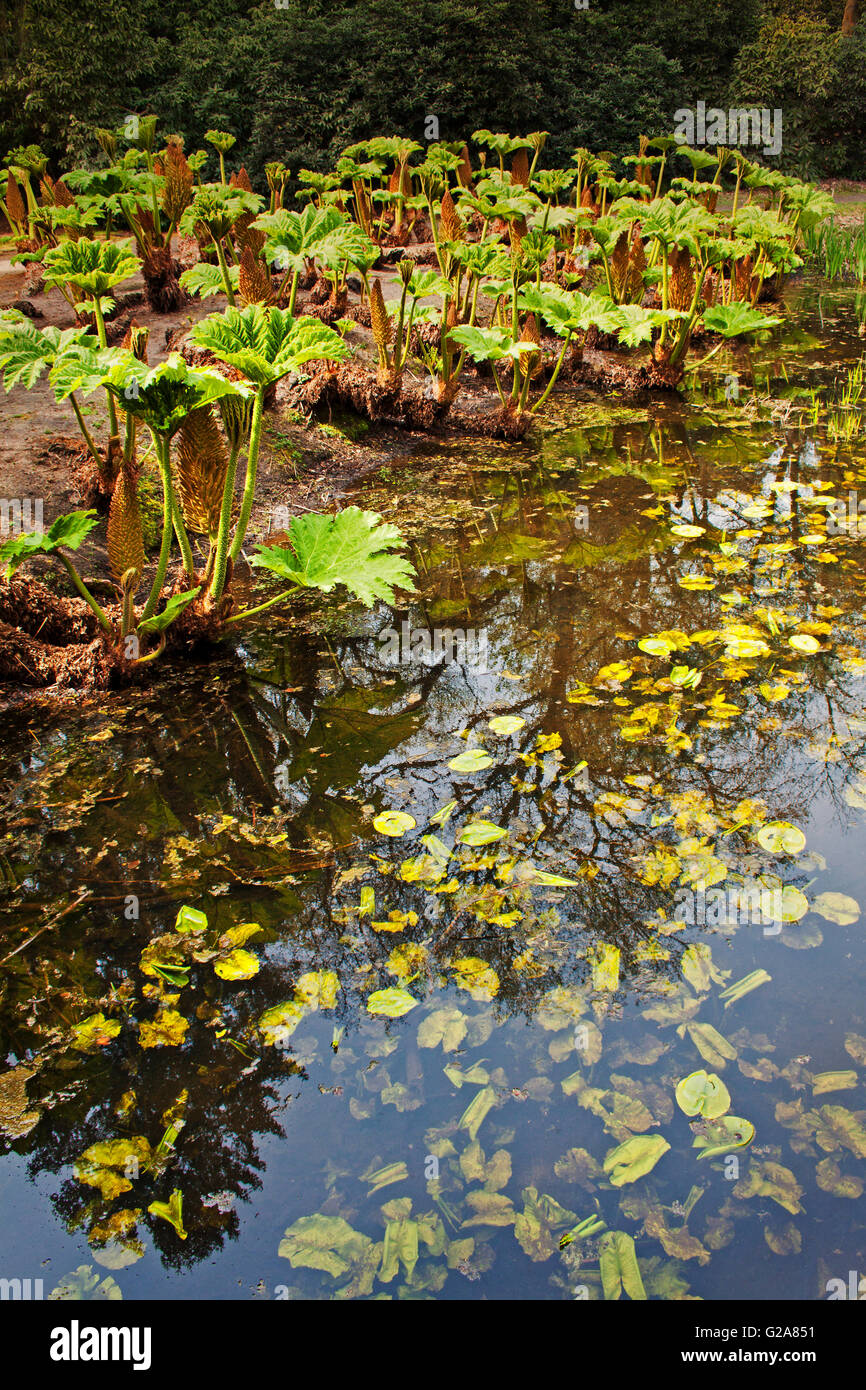 Lakeside plants at Tatton Park Stock Photo - Alamy