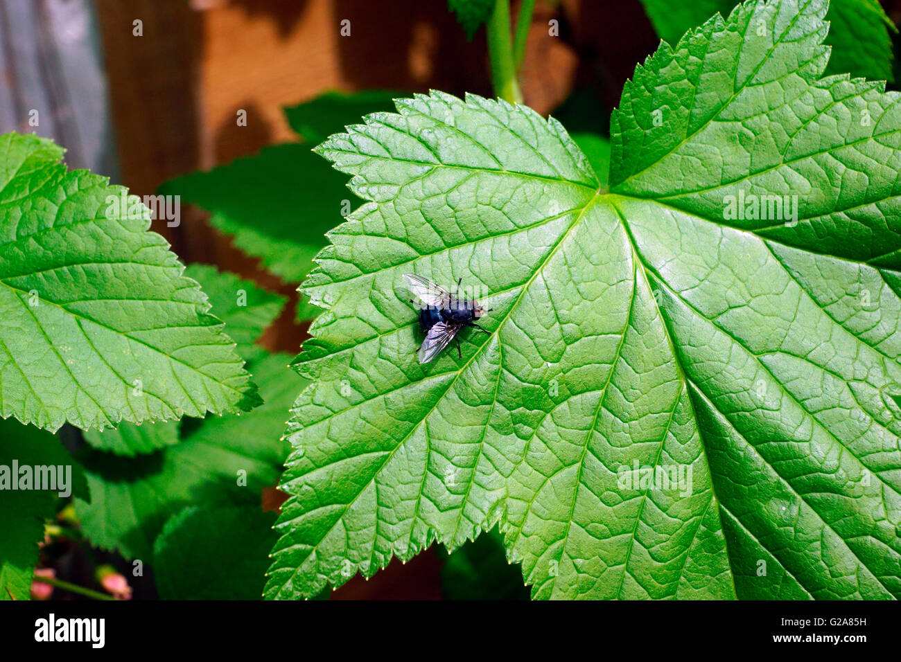 Calliphora vomitoria larvae hi-res stock photography and images - Alamy