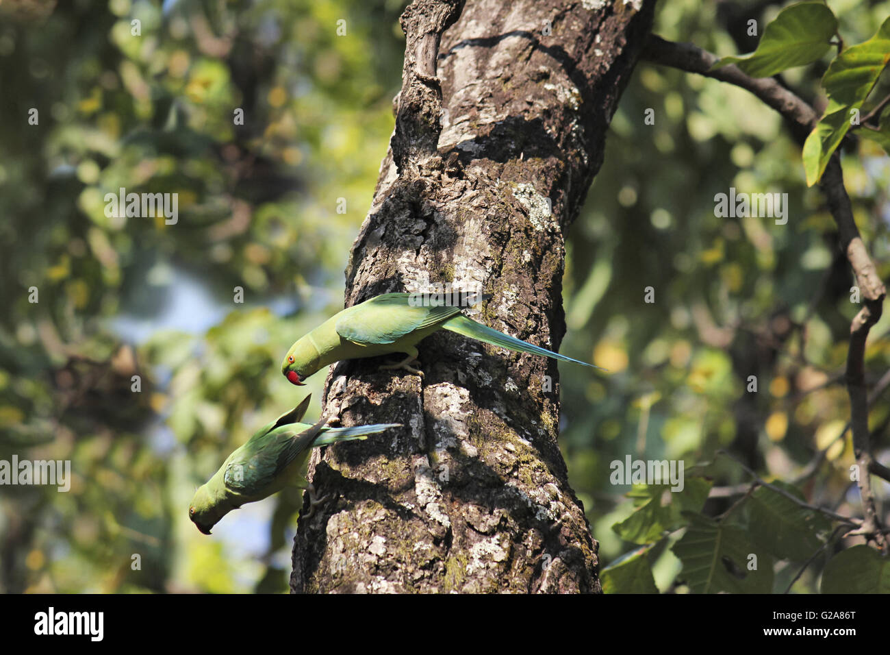 Alexandrine Parakeets Psittacula eupatria. Bandhavgarh Tiger Reserve ...