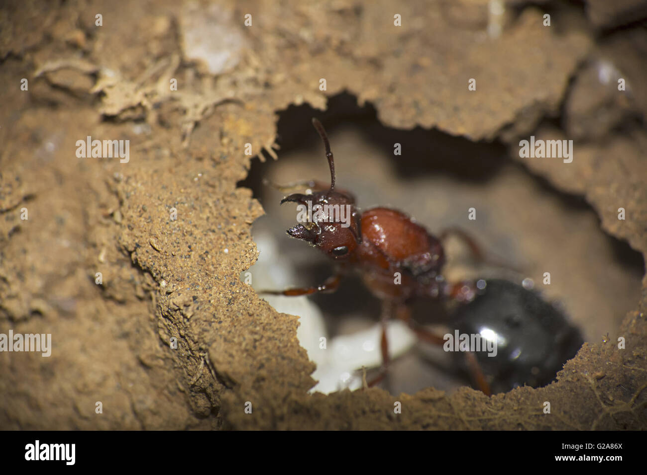 Red ants attack hi-res stock photography and images - Alamy