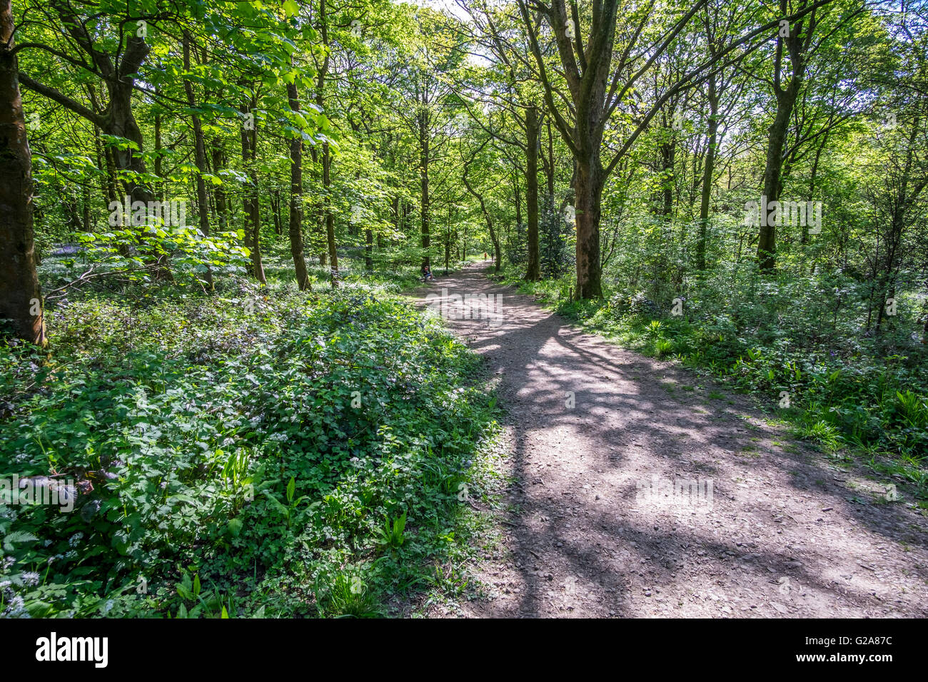 Blue Bell Wood in full bloom with Wild garlic flowers Stock Photo - Alamy