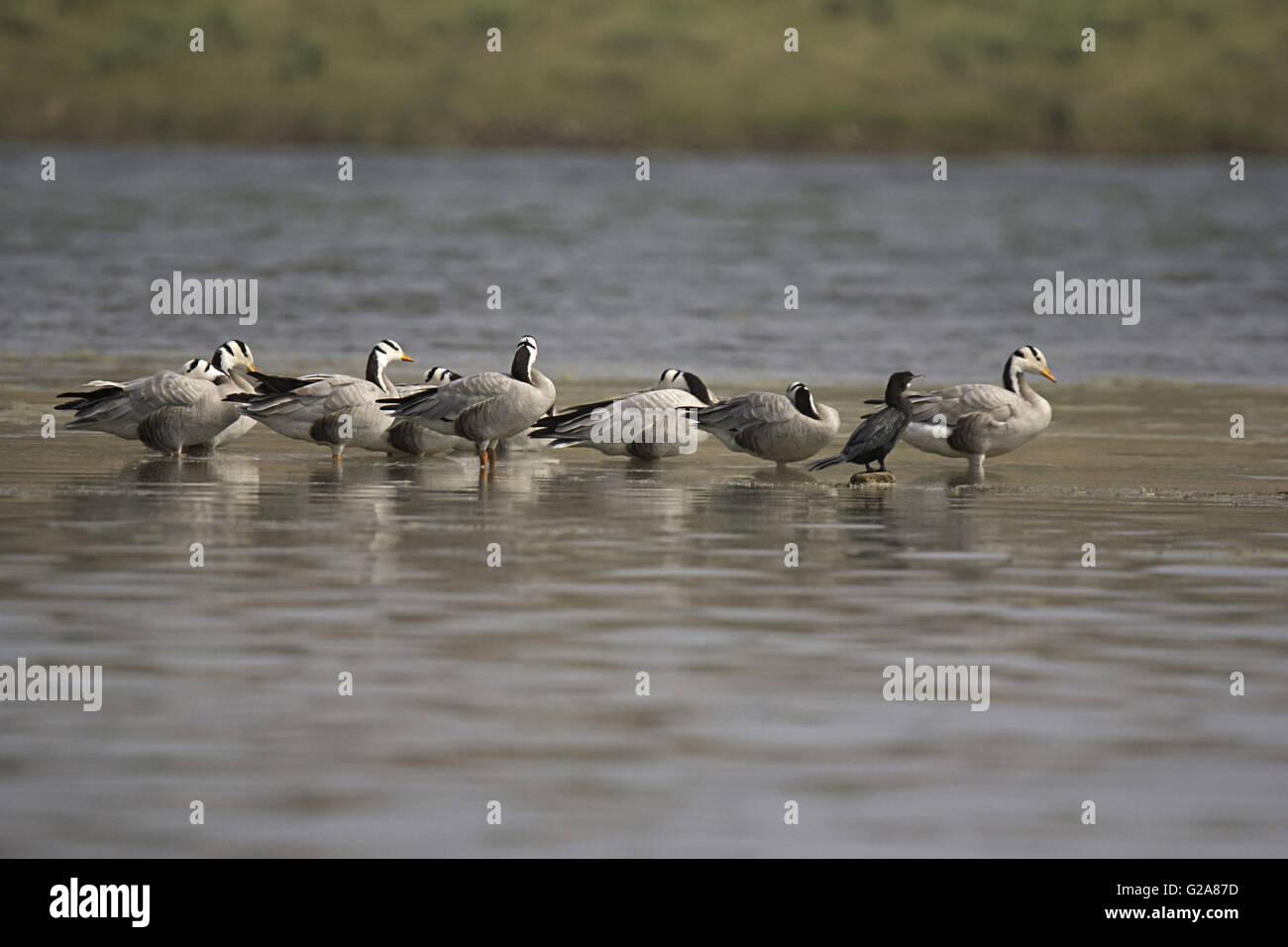 The Bar-headed Goose, Anser indicus is a goose. Chambal river ...