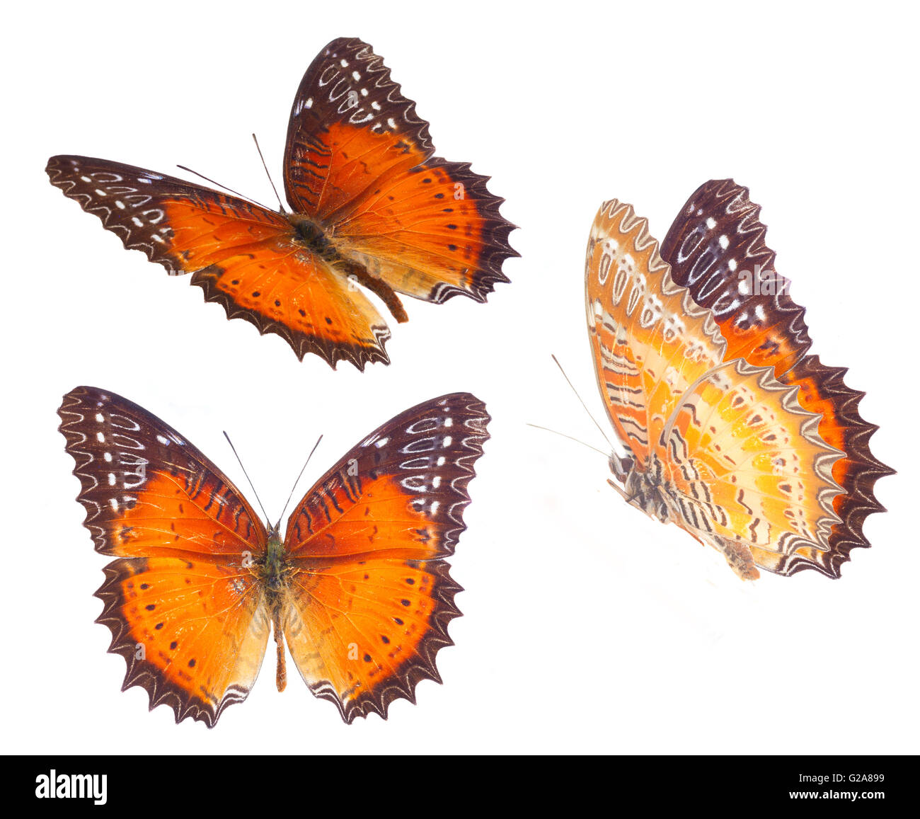 Red Lacewing butterfly Stock Photo - Alamy