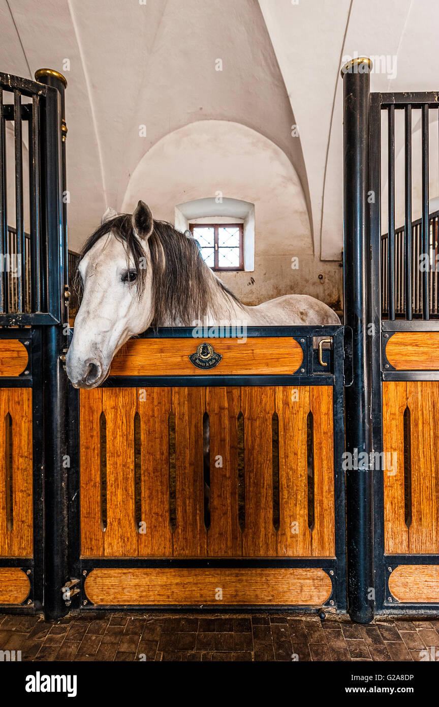 Slovenia Coast and Kras Lipica - Velbanca - the oldest stable - Lipizzaner stallions Stock Photo ...
