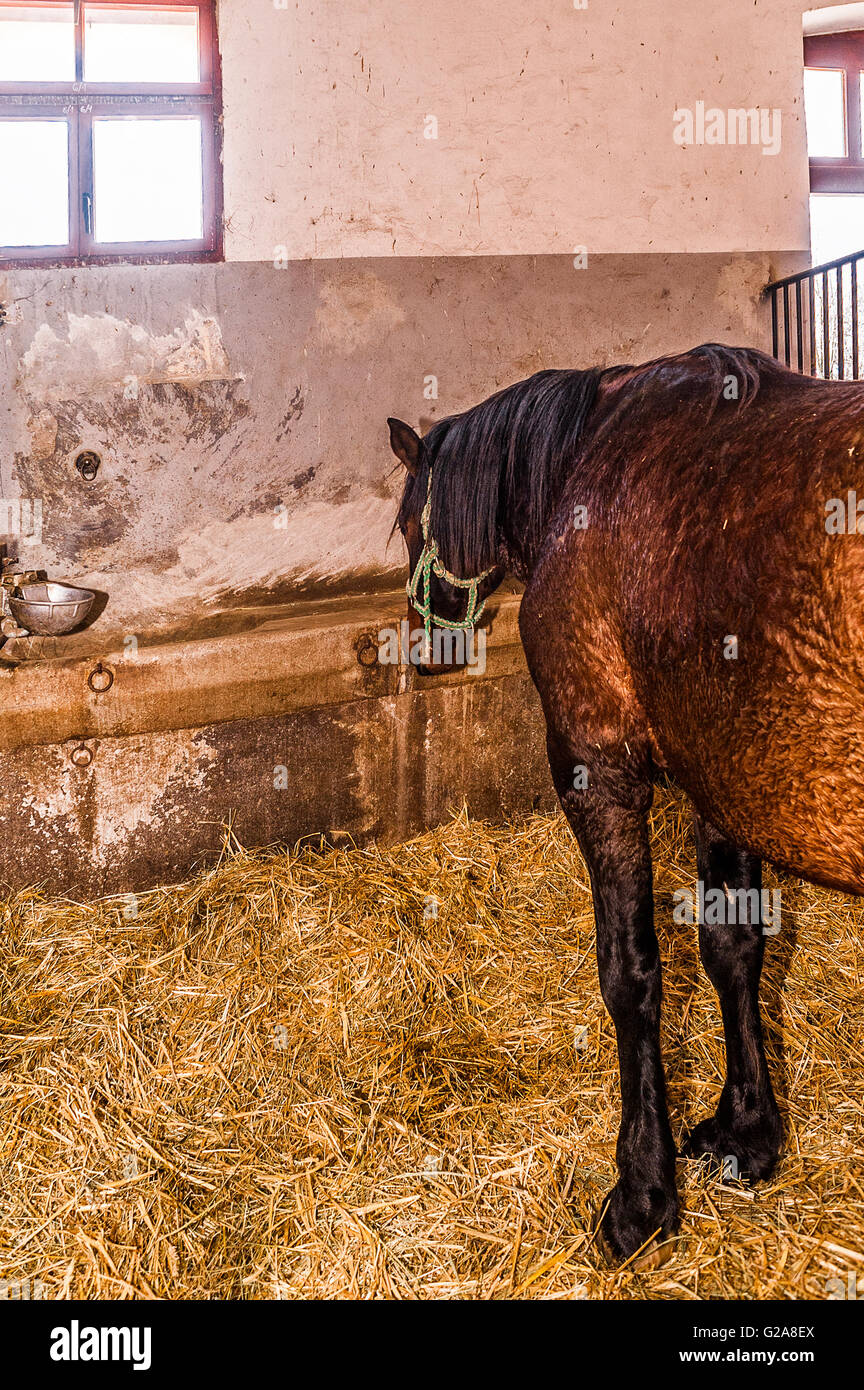 Slovenia Coast and Kras Lipica - The Aniversary Stable - Lipizzan Stallions Stock Photo - Alamy