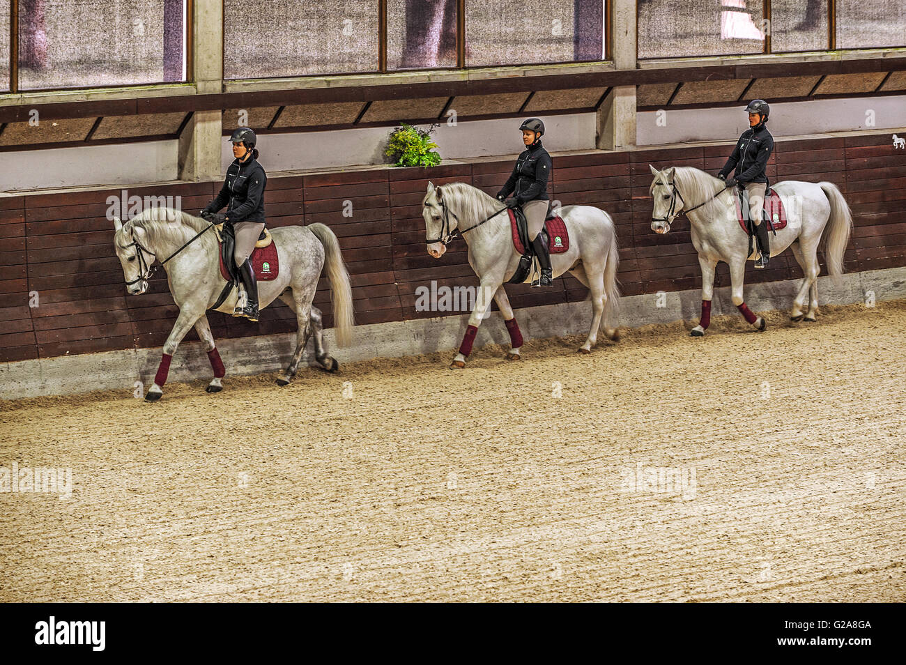 Slovenia Coast and Kras Lipica -first equestrian event of the 2016 ...