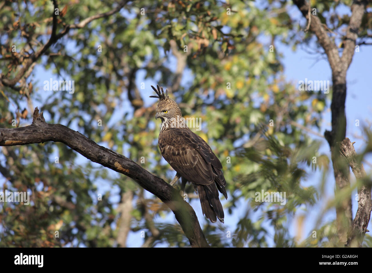 Changeable hawk-eagle, Nisaetus cirrhatus. Crested Hawk eagle. Kanha Tiger Reserve, Madhya ...