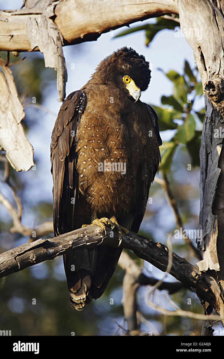 Crested serpent eagle, Spilornis cheela . Umred-Karhandla Wildlife ...