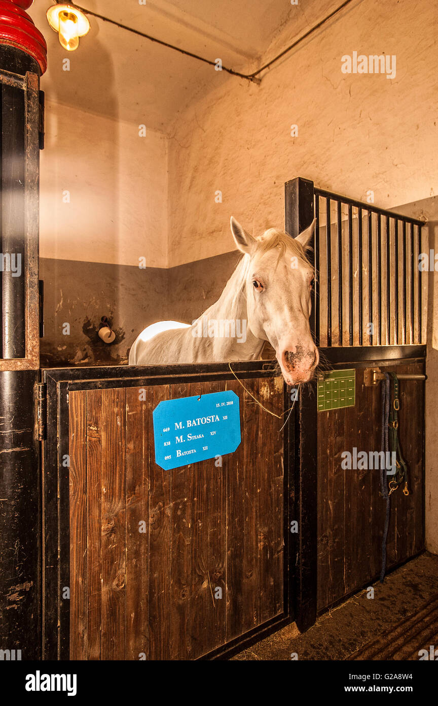 Slovenia Coast and Kras Lipica - The Aniversary Stable - Lipizzan Stallions Stock Photo - Alamy