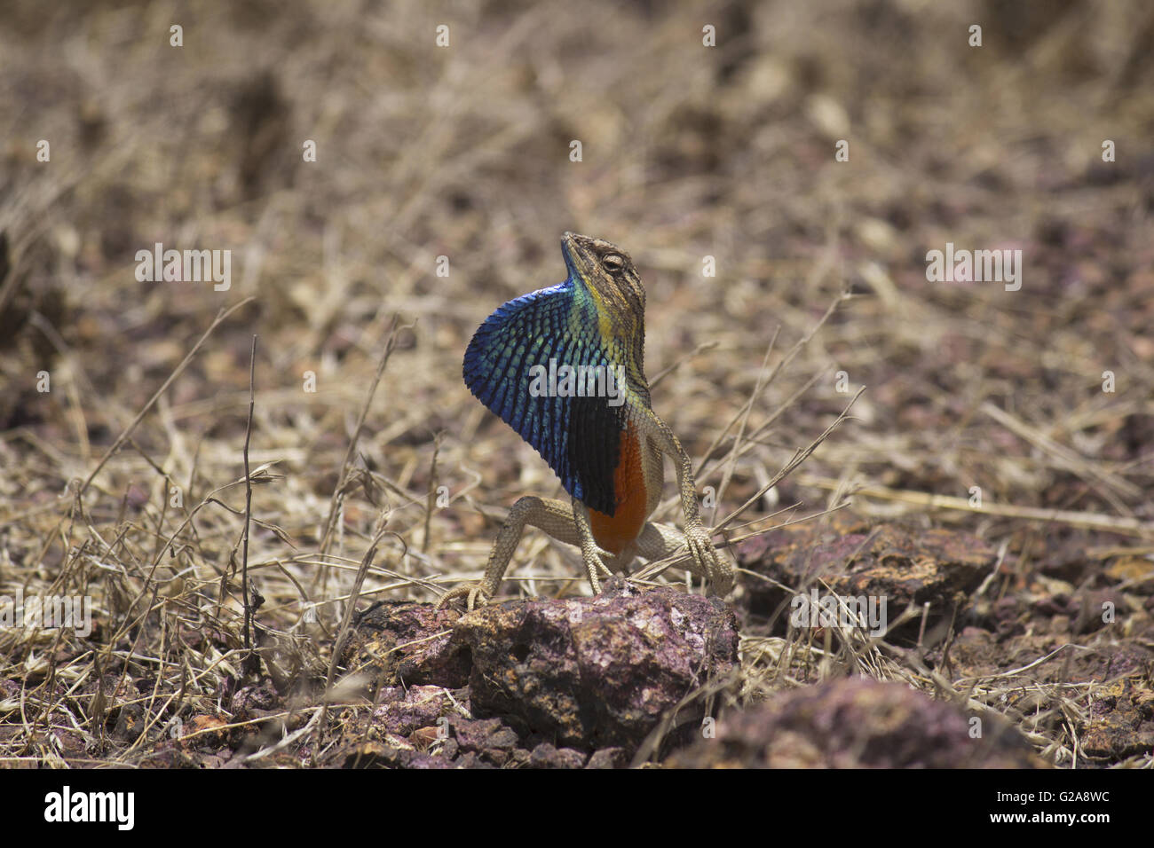 Gular flap hi-res stock photography and images - Alamy