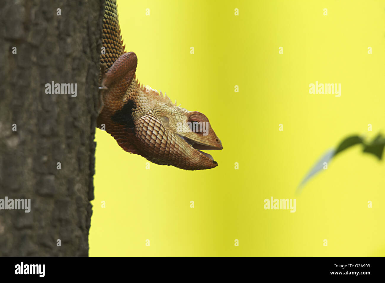 COMMON GARDEN LIZARD, Calotes versicolor. Tadoba Tiger Reserve ...