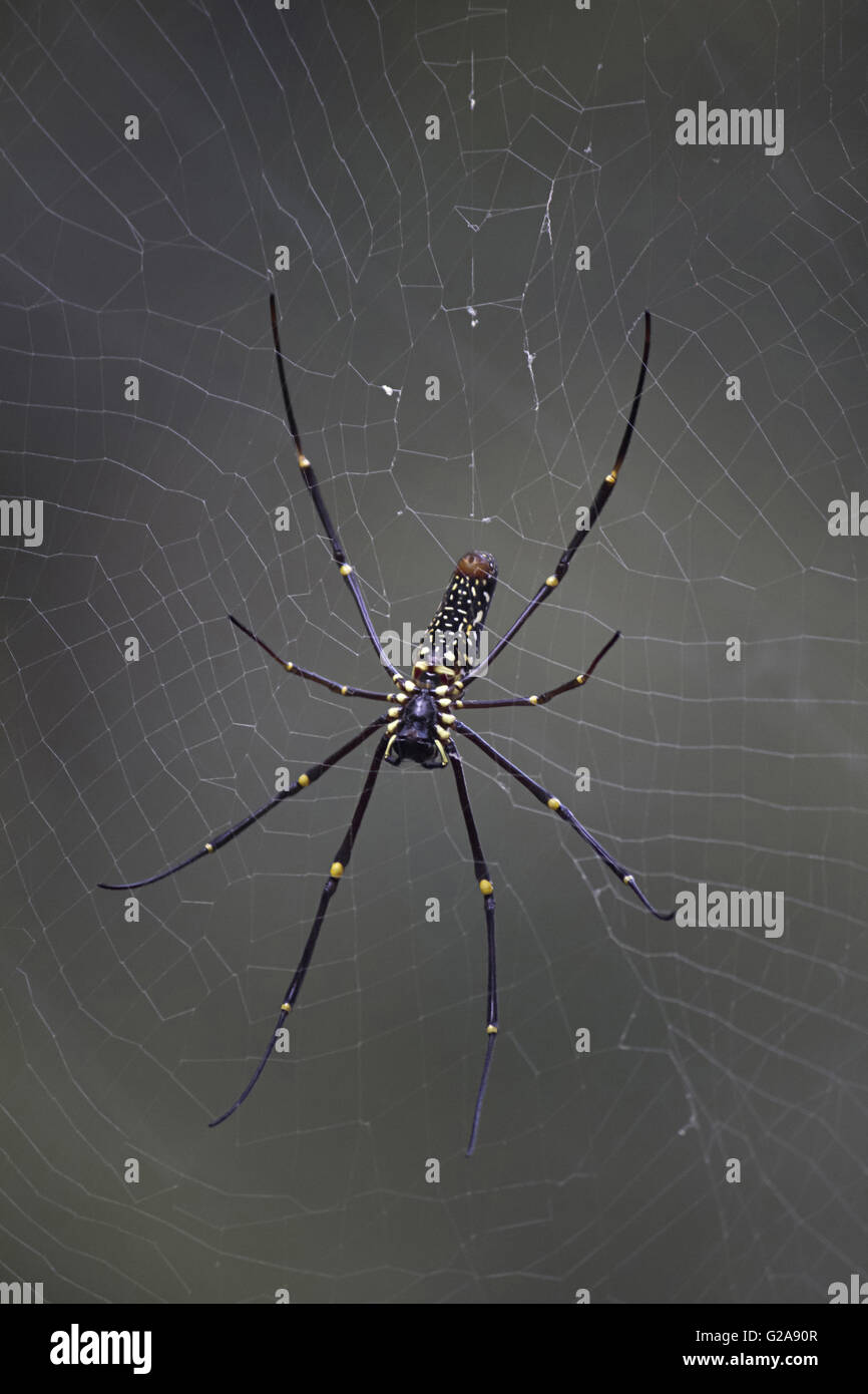 GIANT WOOD SPIDER Nephila maculata. Corbett Tiger Reserve, Uttara hand ...