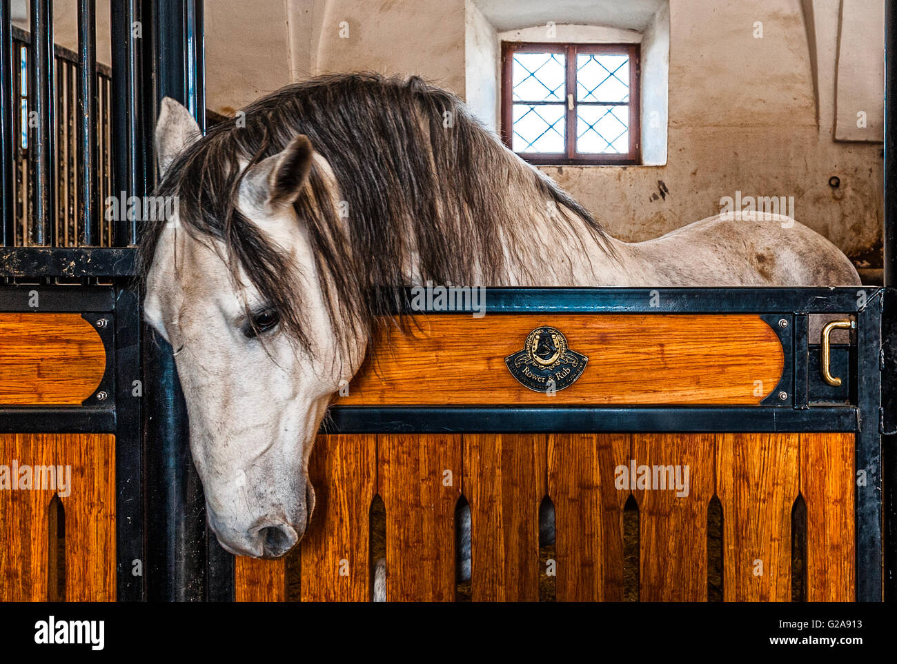 Slovenia Coast and Kras Lipica - Velbanca - the oldest stable - Lipizzaner stallions Stock Photo ...