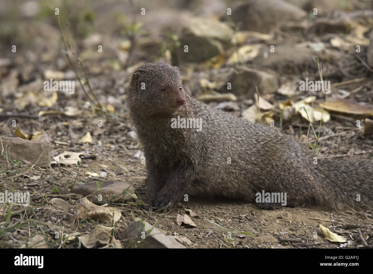 Mongoose india hi-res stock photography and images - Alamy