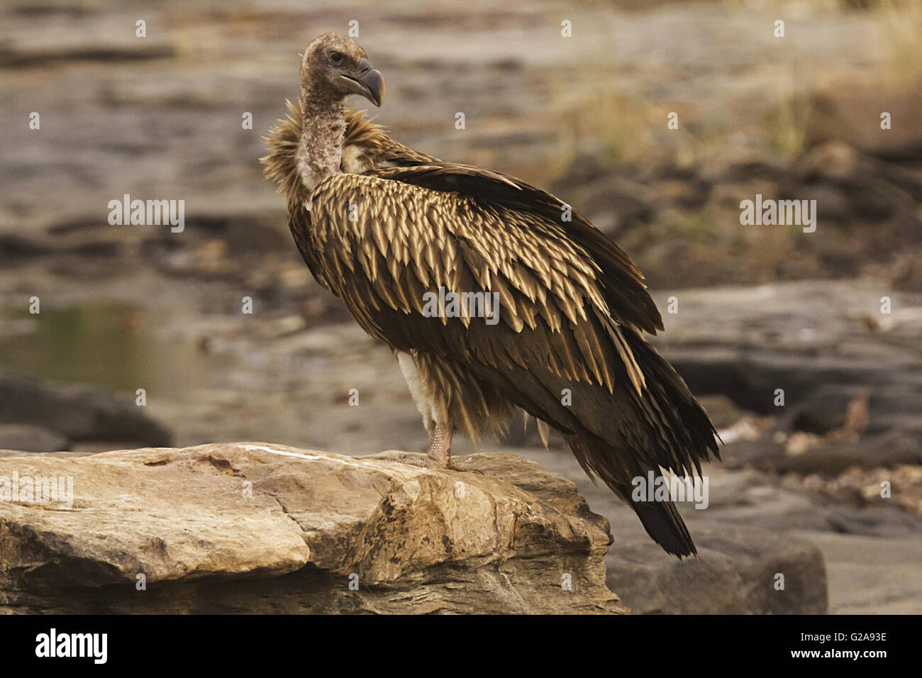 Himalayan Griffon Vulture, Gyps himalayensis., Panna Tiger Reserve ...