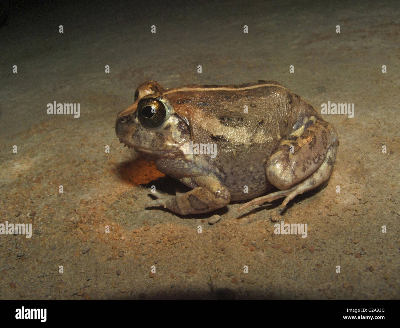 Indian Burrowing Frog, Sphaerotheca breviceps. Sharavathi Wildlife ...