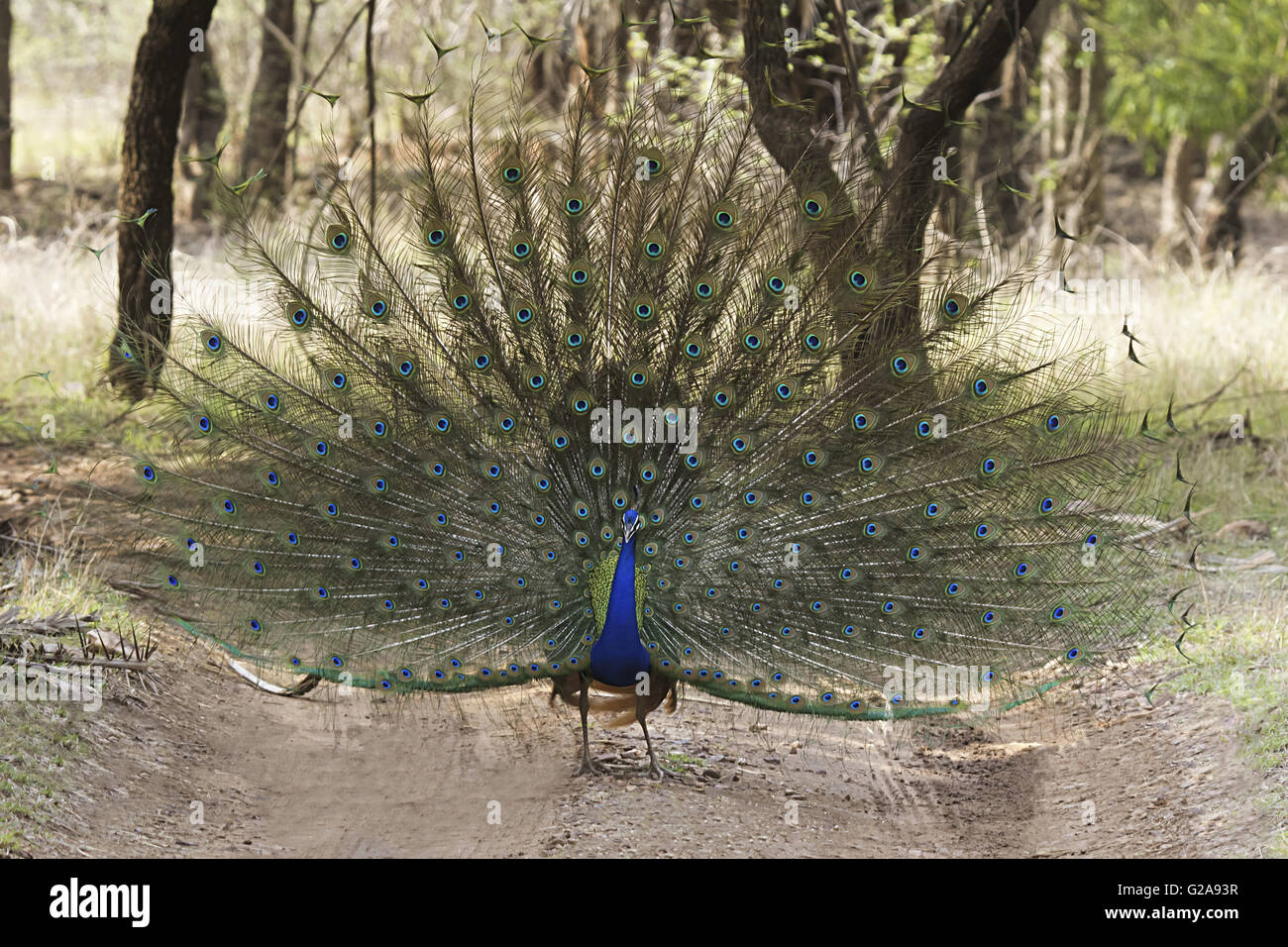 The Indian peafowl, Pavo cristatus, Ranthambhore Tiger Reserve ...