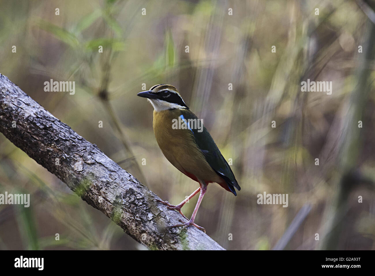 Indian pitta, Pitta brachyura, Tadoba Tiger Reserve, Maharashtra, India ...