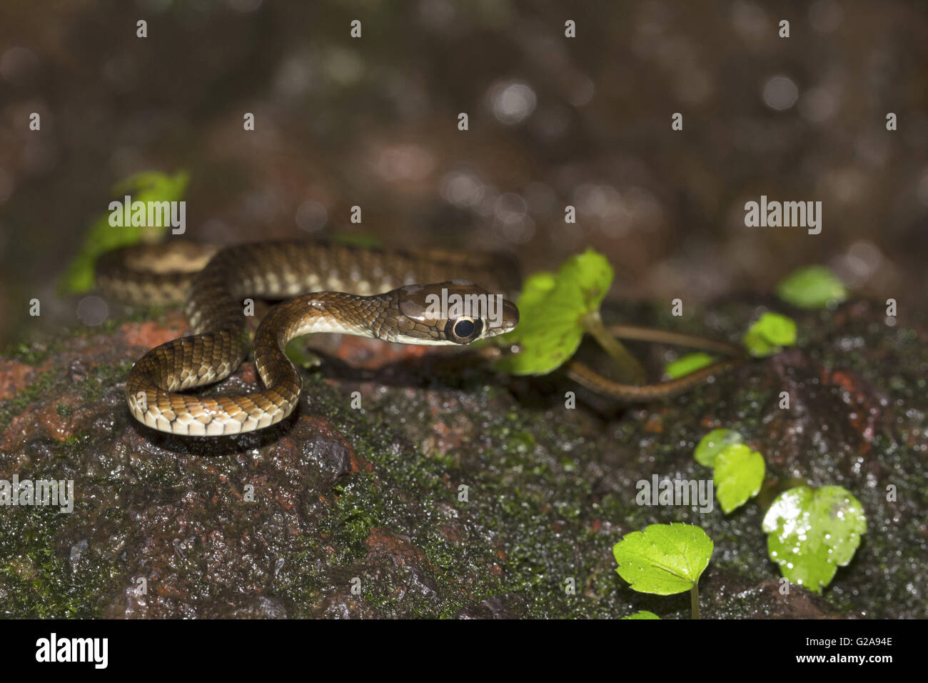 Large Eyed Bronzeback Snake, Dendrelaphis grandoculis. Agumbe ...