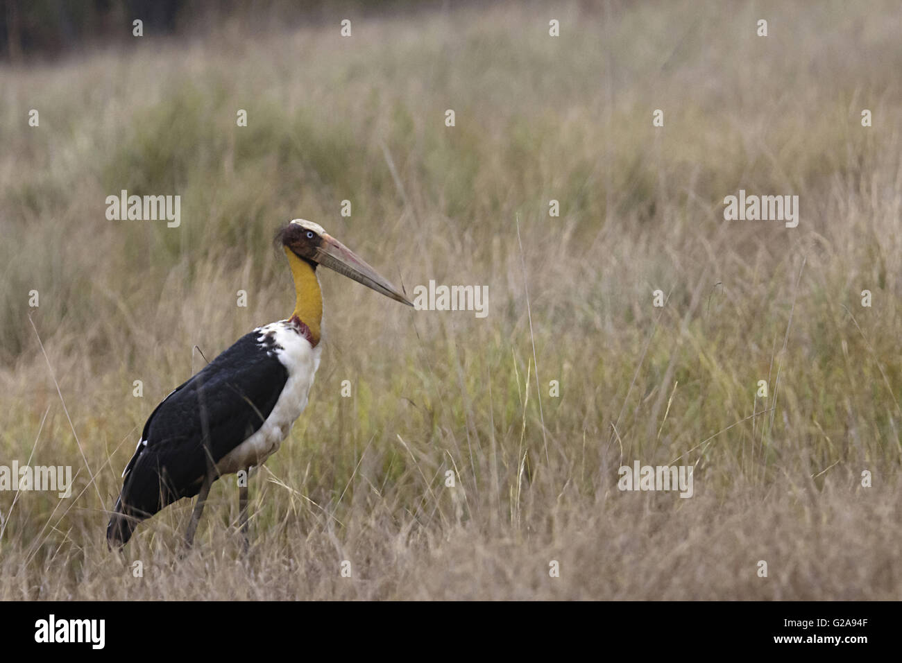 White long neck bird with yellow beak hi-res stock photography and ...