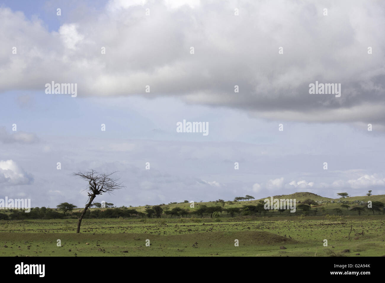 Lone tree, Saswad, Maharashtra, India Stock Photo - Alamy