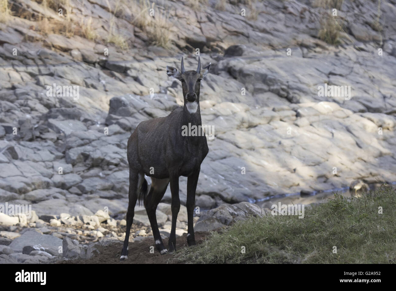 Neelgai male hi-res stock photography and images - Alamy