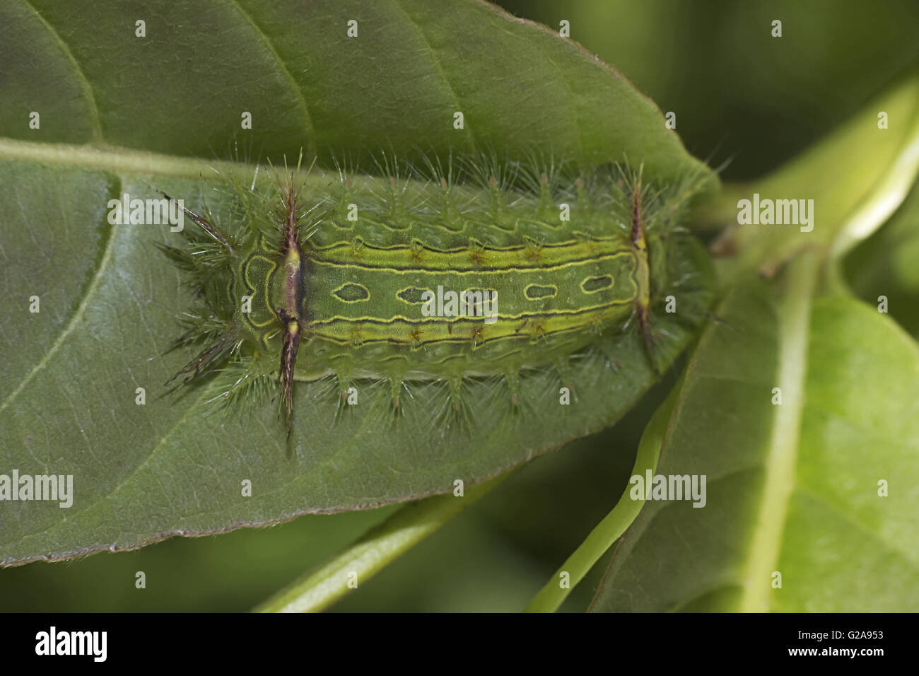 Caterpillar on nettle hi-res stock photography and images - Alamy