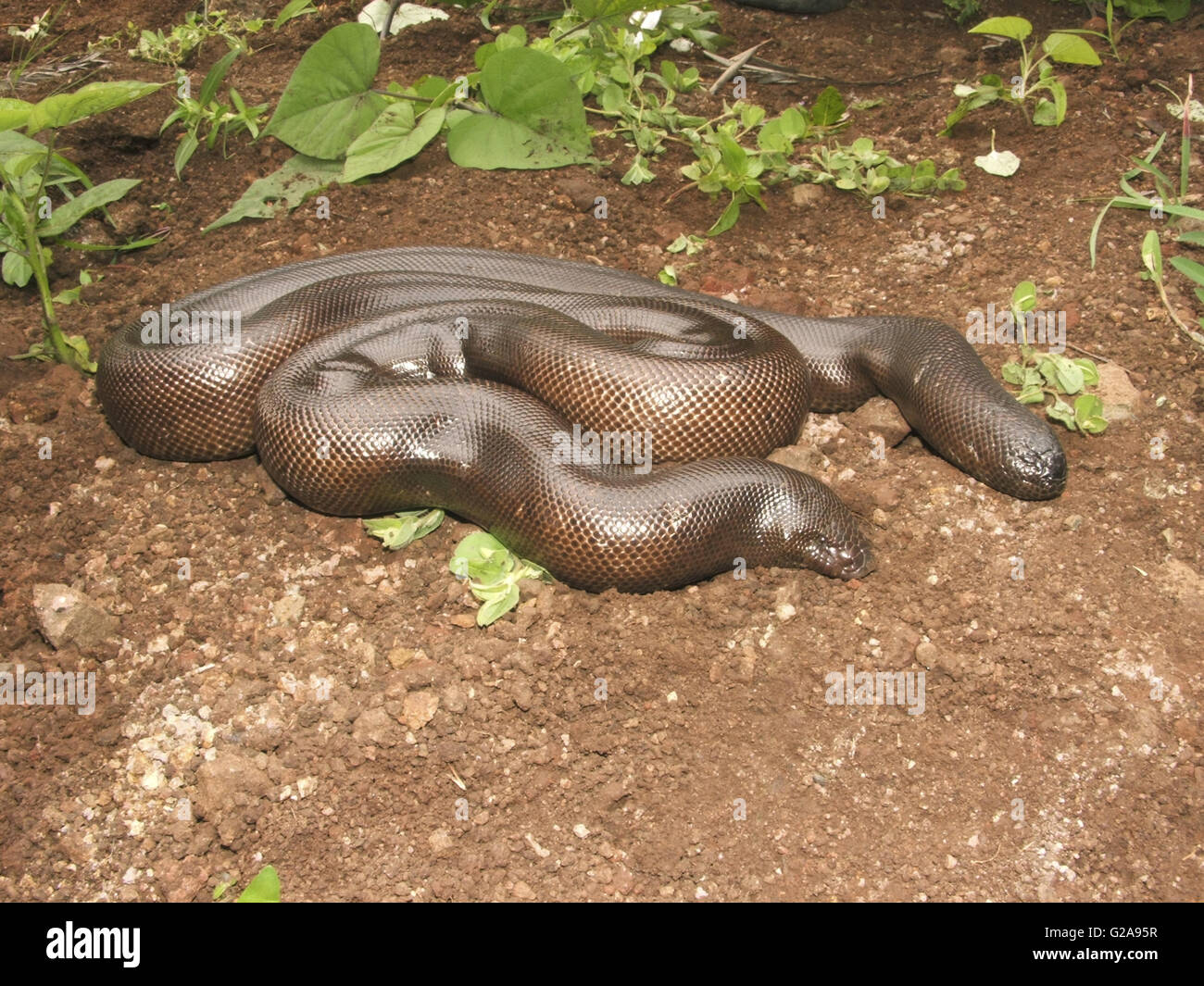 Common Sand Boa High Resolution Stock Photography and Images - Alamy