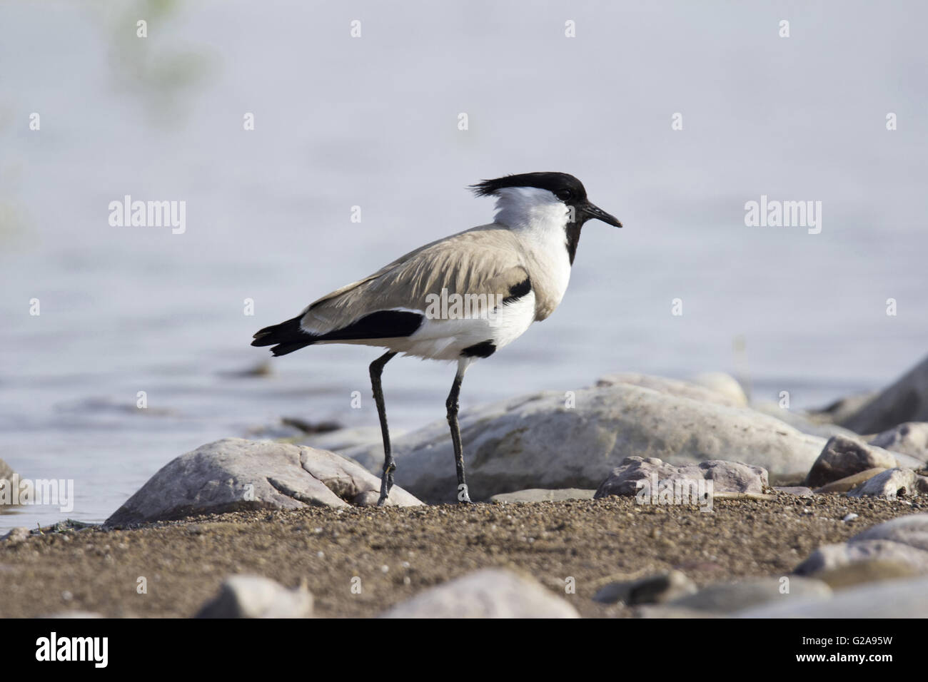 Lapwing feathers close up hi-res stock photography and images - Alamy