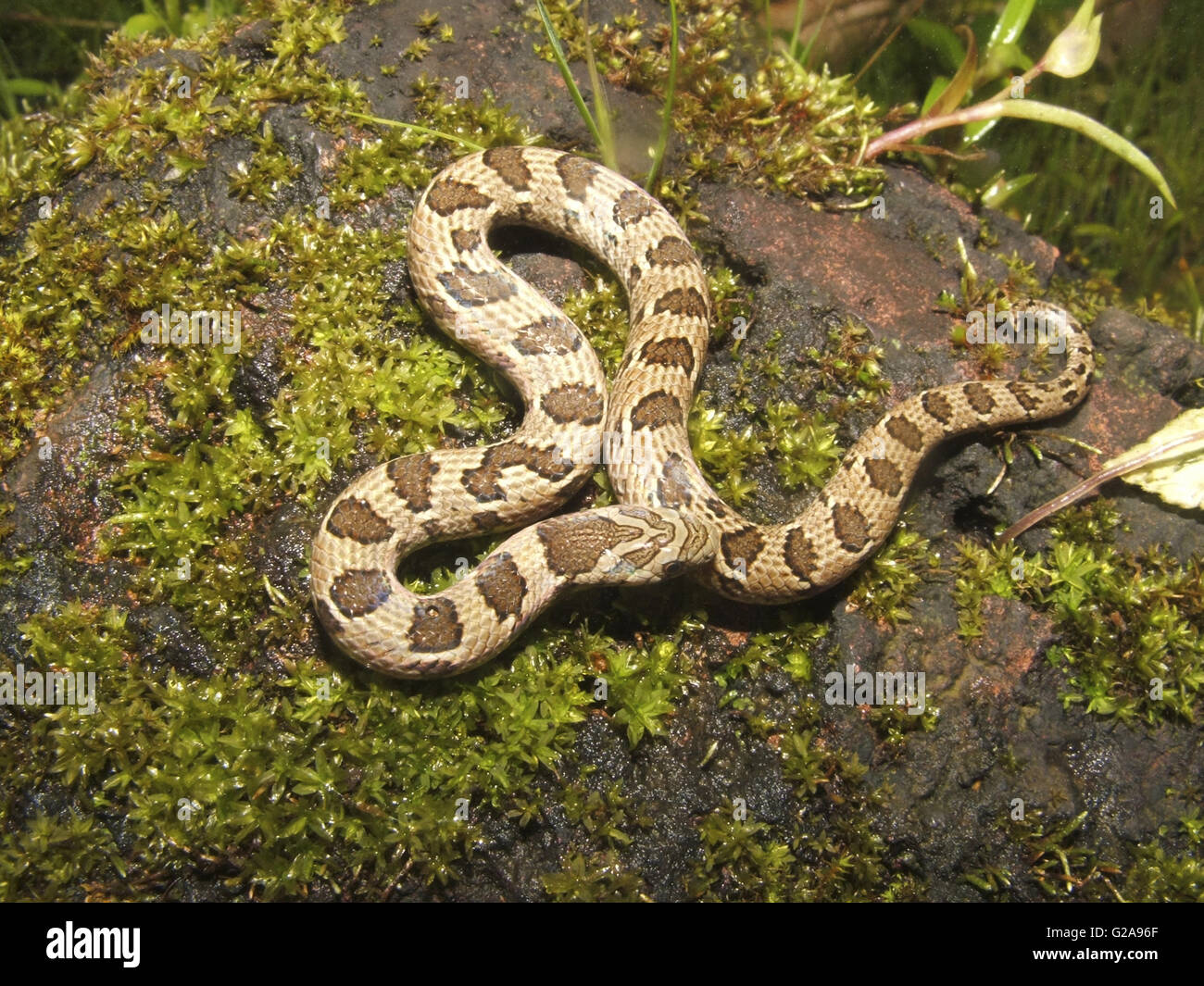Russell's Kukri Snake, Oligodon taeniolatus. Bhuleshwar, Maharashtra ...