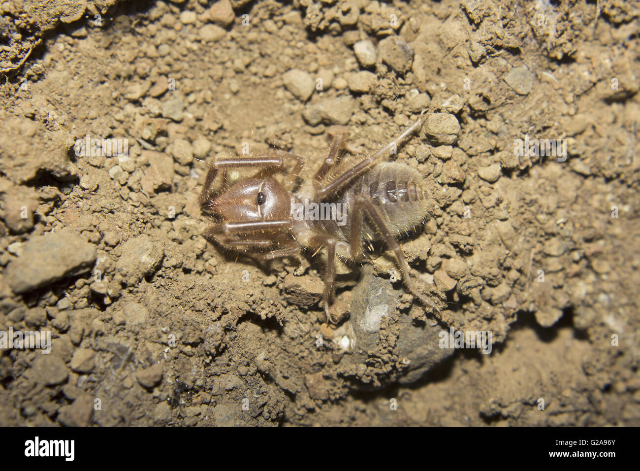Solifuge,Rhagodes sp. Phaltan, Maharashtra, India Stock Photo - Alamy
