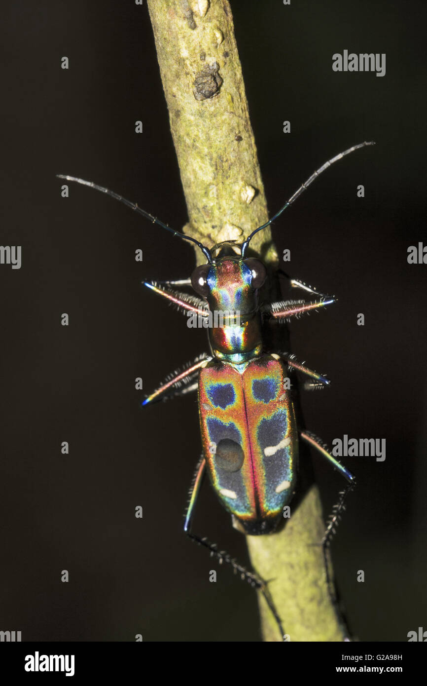 Tiger Beetle, Agumbe, Karnataka, India Stock Photo - Alamy