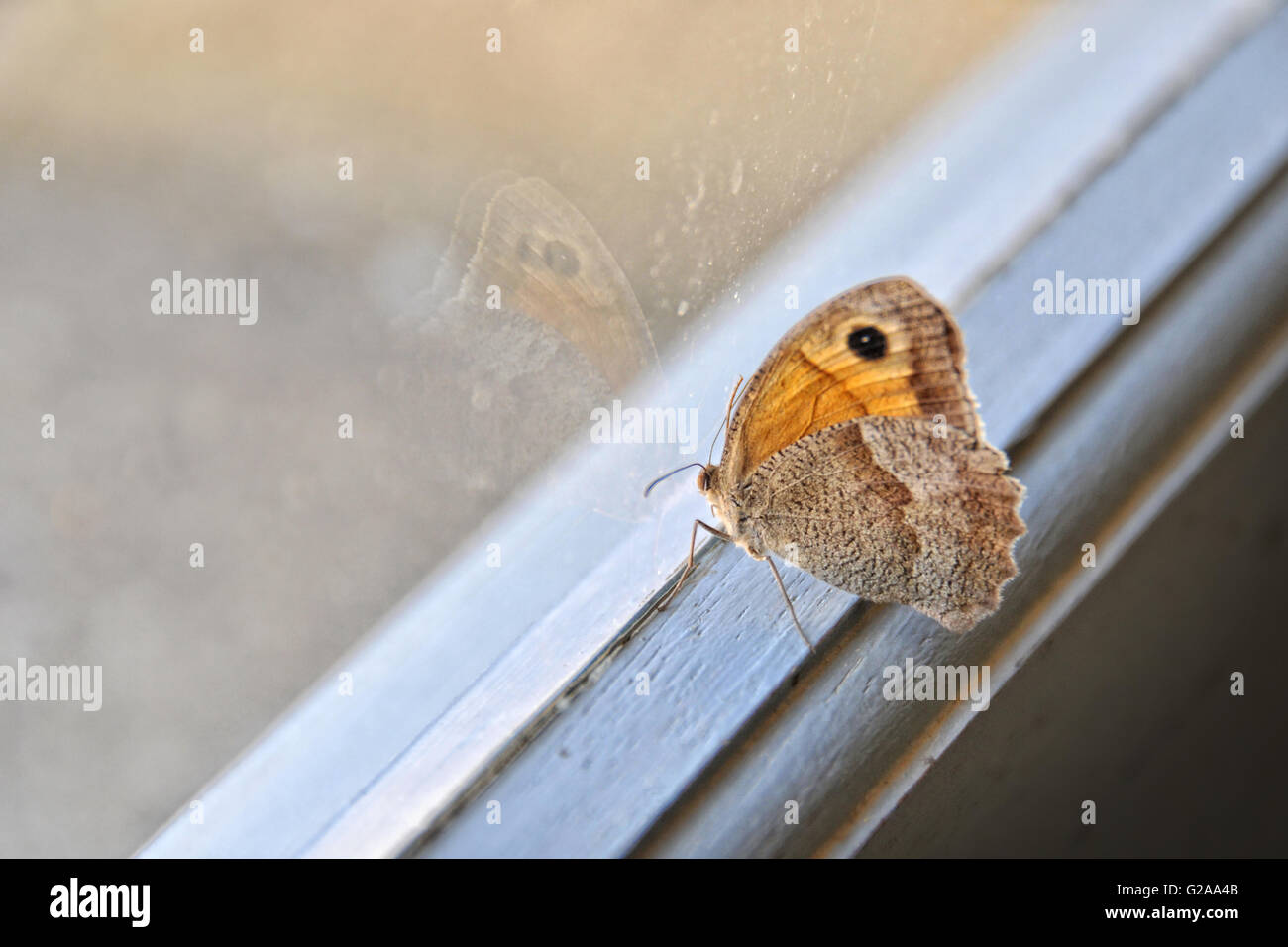 butterfly on the window reflecting off the glass Stock Photo - Alamy